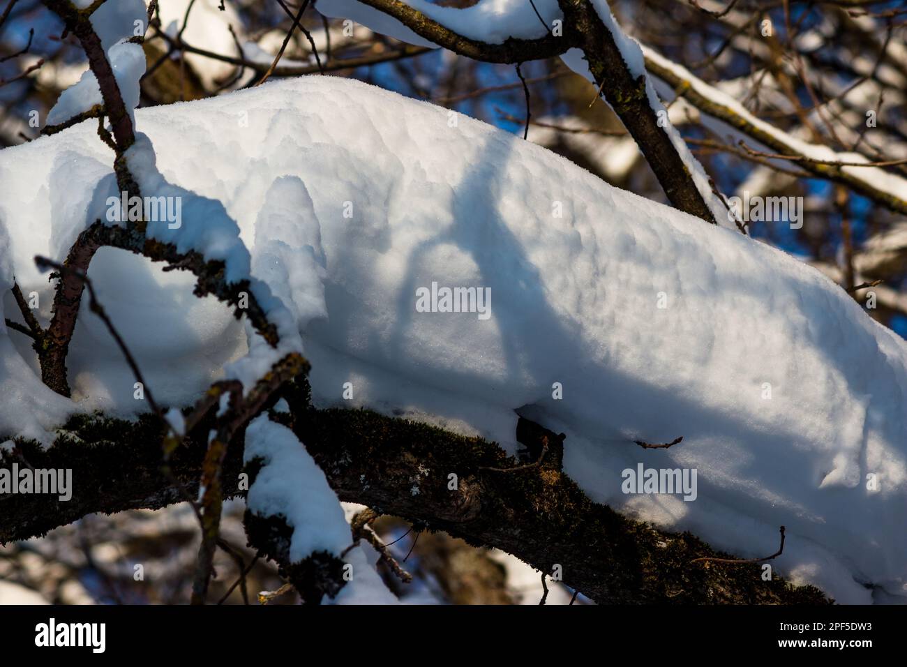A large layer of fallen snow on the branches of trees in the forest ...