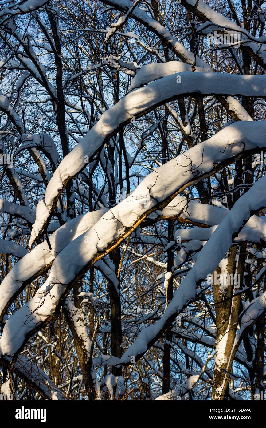 A large layer of fallen snow on the branches of trees in the forest ...
