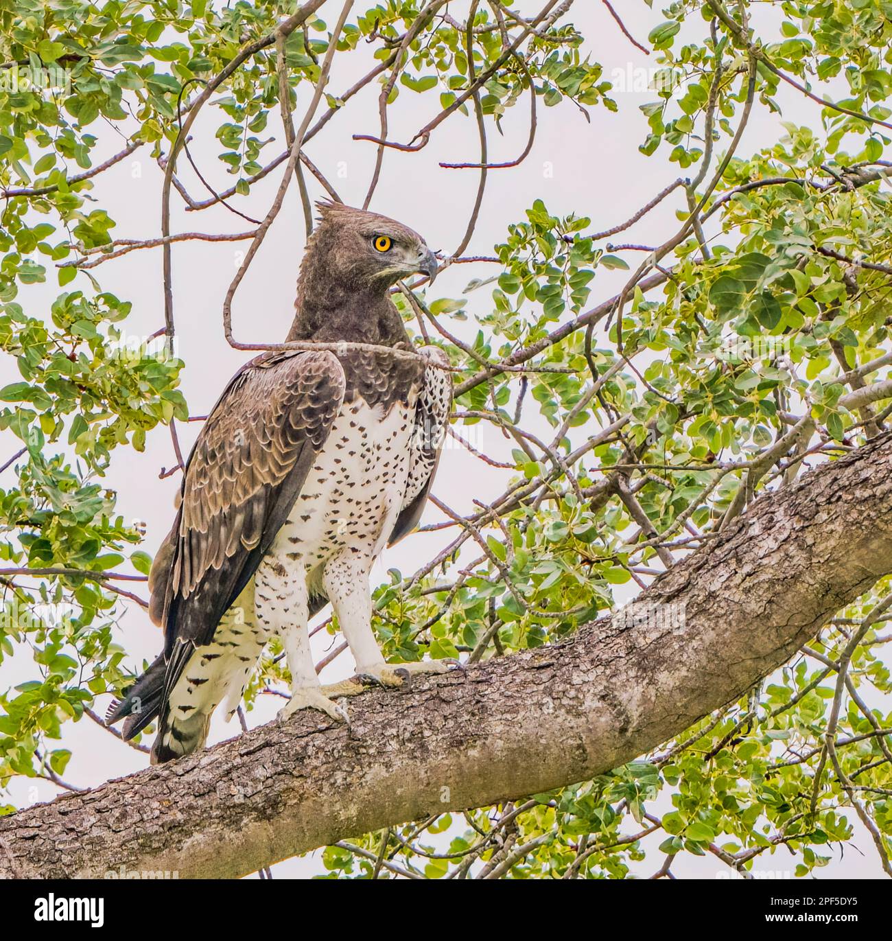 African eagle hi-res stock photography and images - Alamy