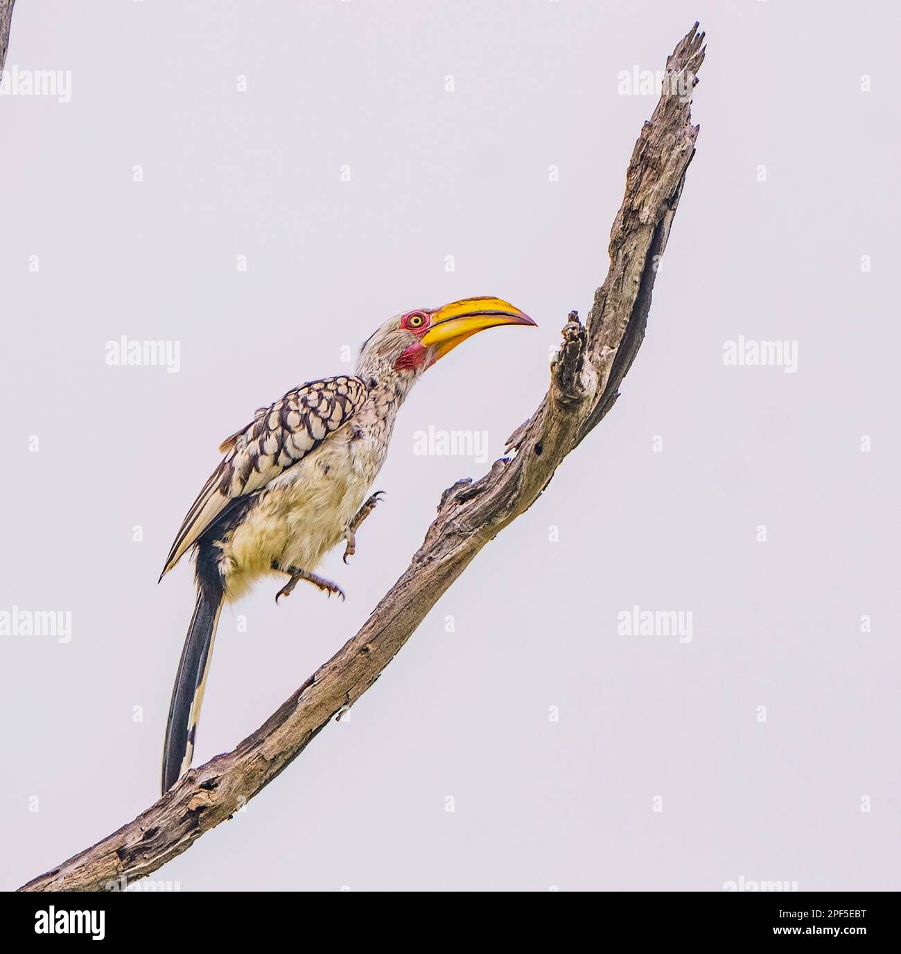 Southern Yellow-billed Hornbill Stock Photo - Alamy