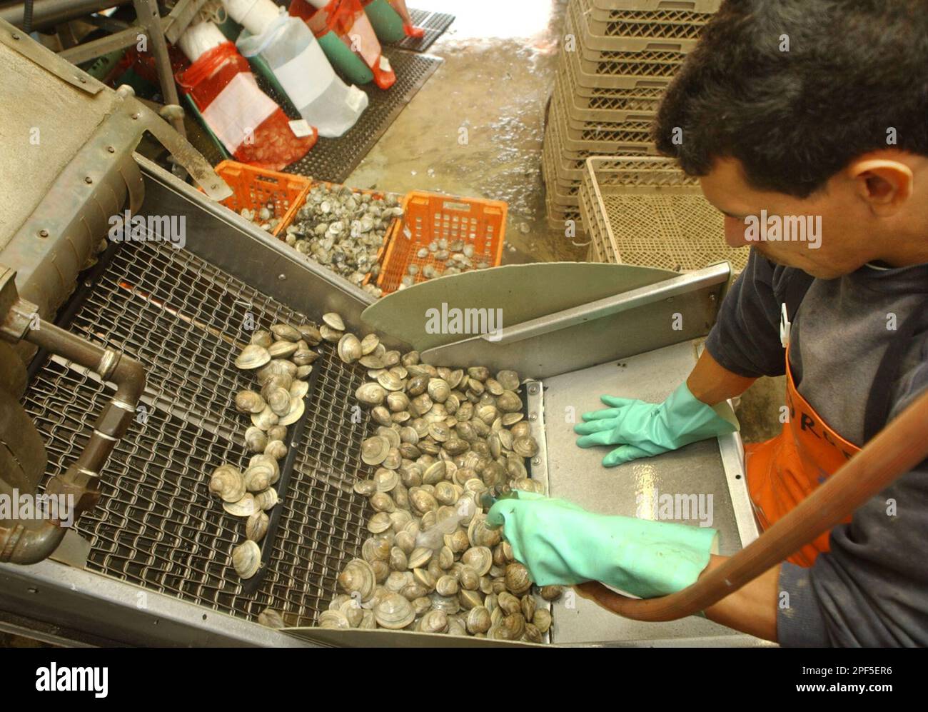 Pedro Ramirez rinses off clams that have gone through the purification ...