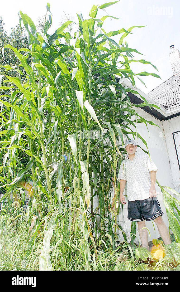 Manuel Magana stands in the shade of his El Salvadorian "Black Corn ...