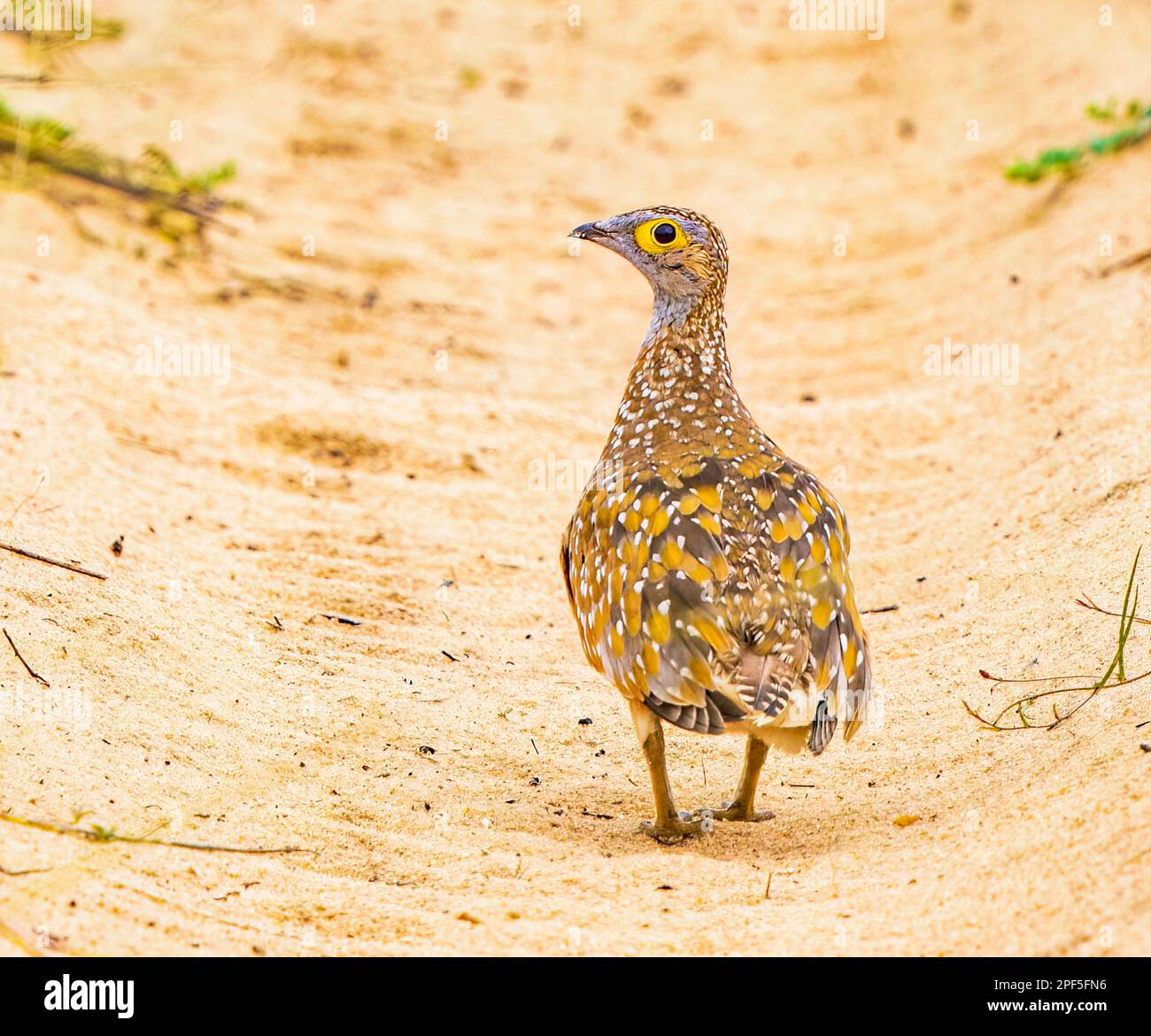 African grouse hi-res stock photography and images - Alamy