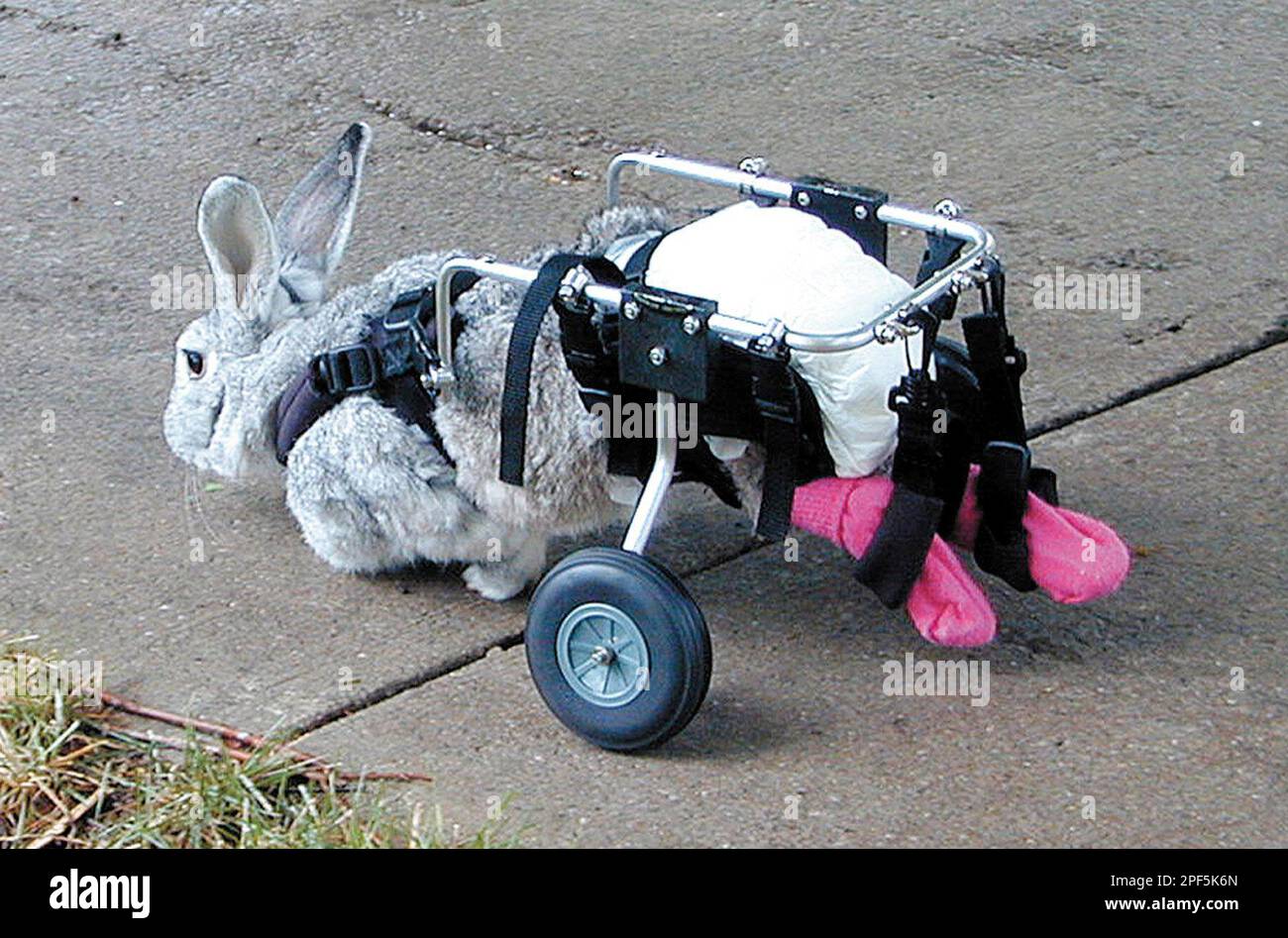 Bella, a handicapped chinchilla rabbit, scoots down the sidewalk in ...
