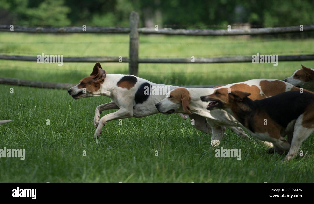 UNITED STATES - May 30, 2019: Piedmont Fox Hounds sprint for play time ...