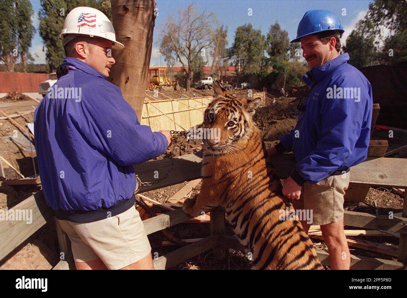 MARINE WORLD 6/C/27FEB97/CD/LS from left: Jonah Lime', tiger trainer ...