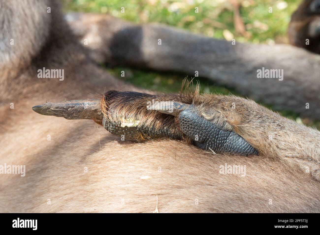 Close up of the paws and claws of eastern grey forester kangaroo Stock ...