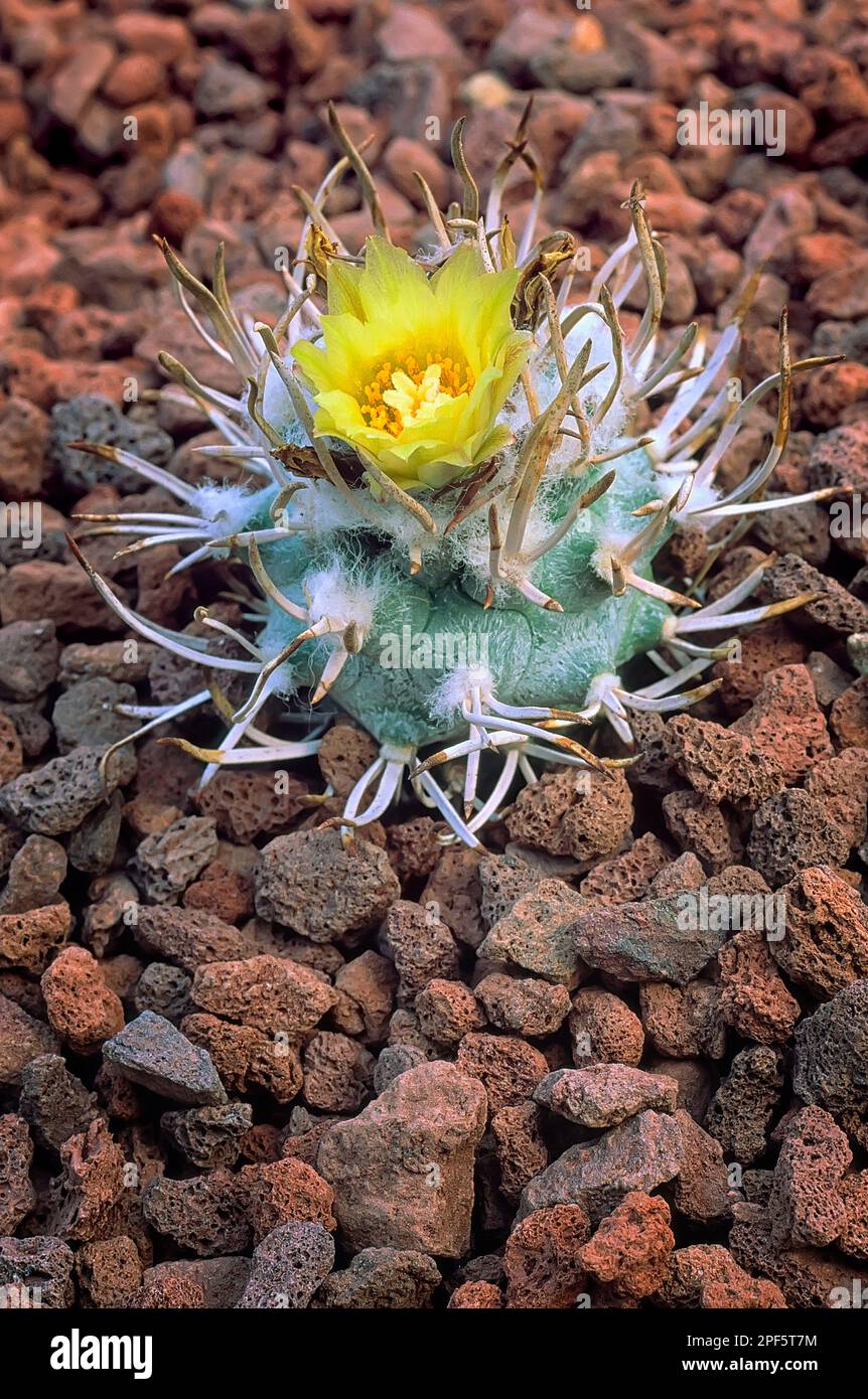 Turbinicarpus flaviflorus, Cacctacea. Rare cacti from Mexico ...