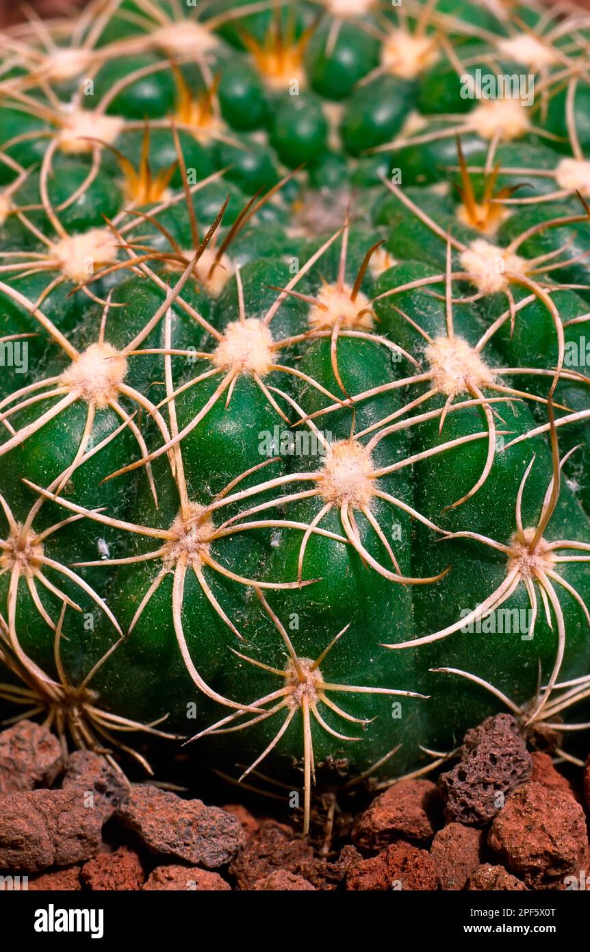 Gymnocalycium calochlorum, Cactaceae. Succulent ornamental plant. Globe ...