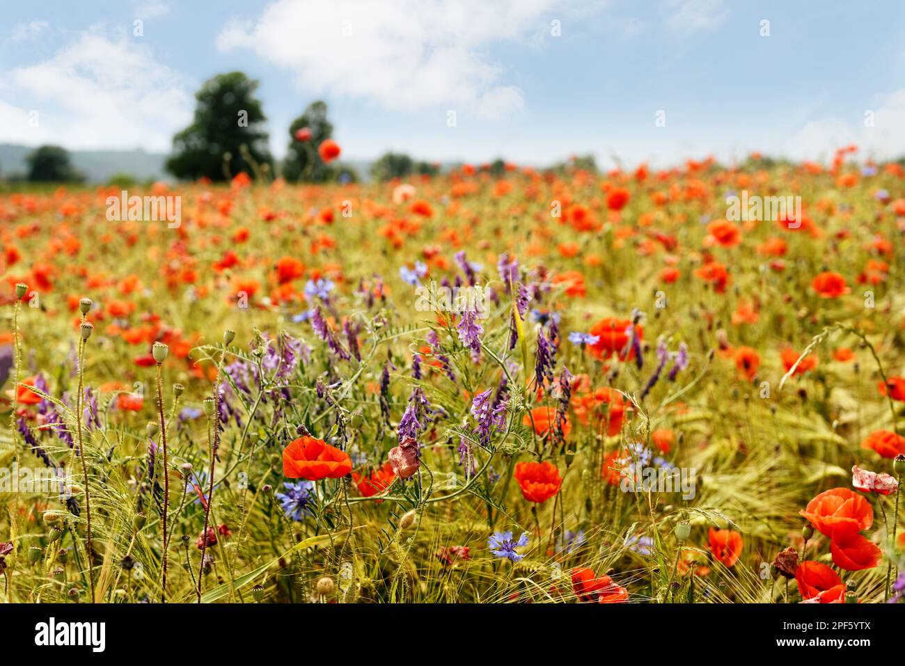 View over a barley field in which countless bright red poppies grow. In ...