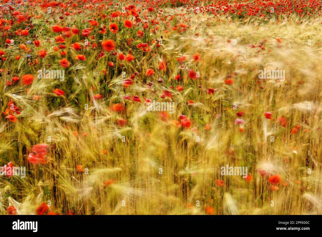 Mot colors hi-res stock photography and images - Alamy