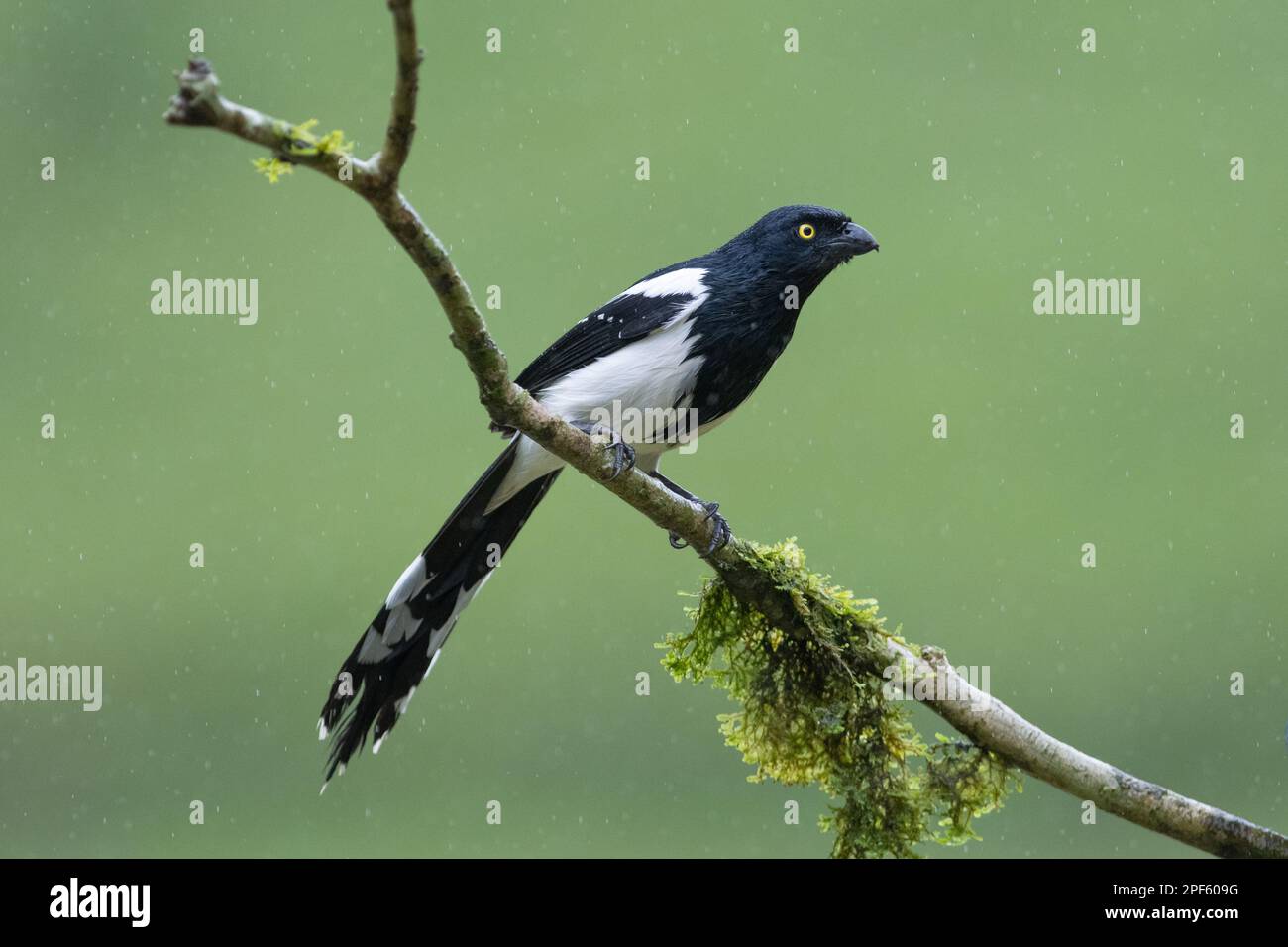 A Magpie Tanager (Cissopis leverianus) from SE Brazil's Atlantic ...