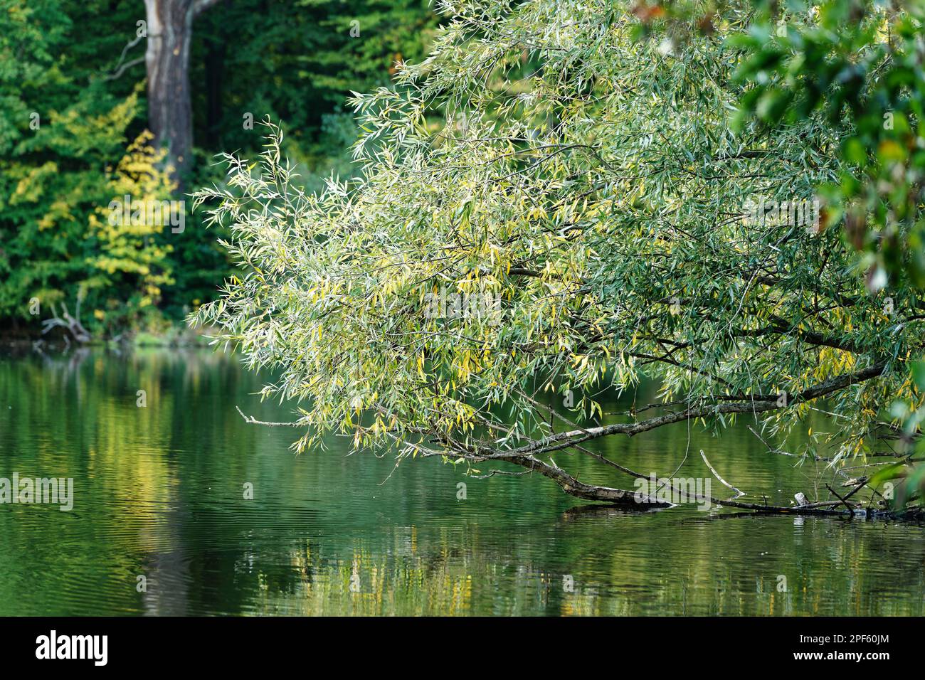 Shore of a small lake, a large shrub with light green foliage rises far ...