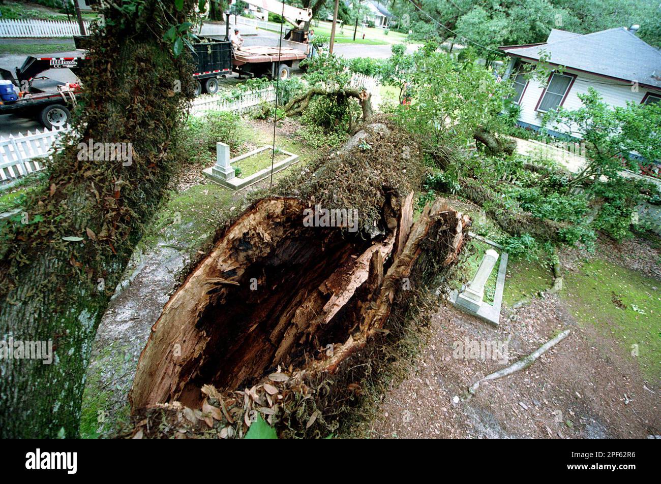 A massive limb weighing an estimated 18,000 pound lies across the Peter ...