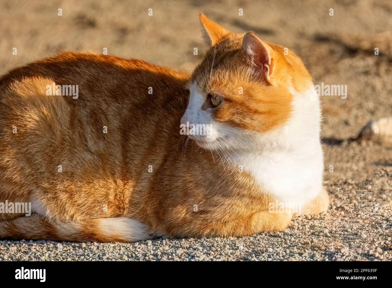 Ginger red hair tabby cat enjoying the sun laying outside relaxed on ...