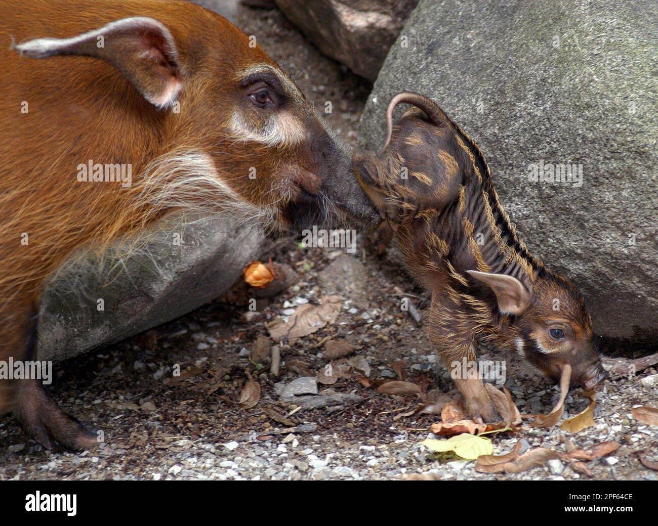 A mother red river hog pushes one of her three babies as she tries to ...