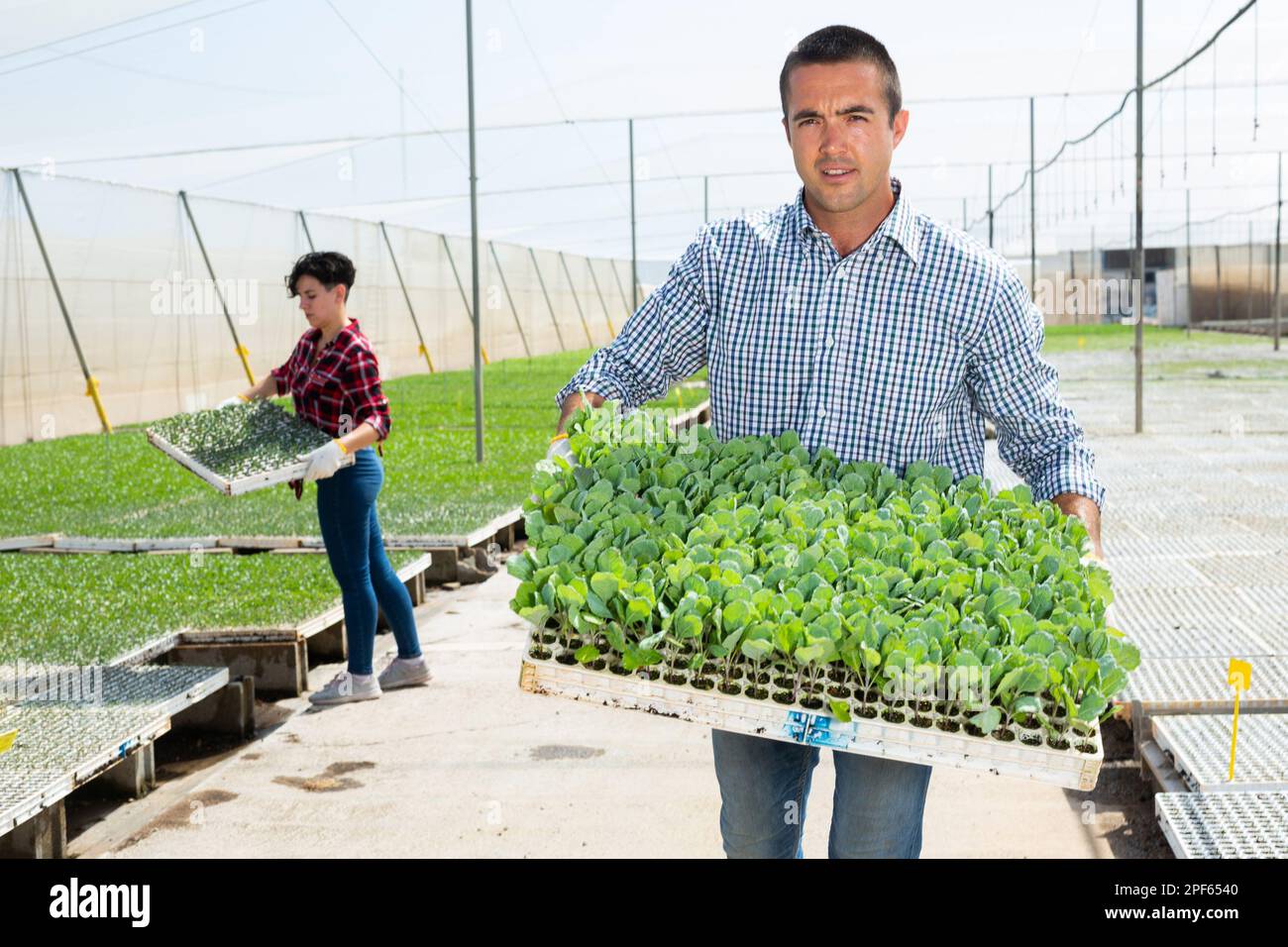 Portrait of man gardener with tray of seedlings Stock Photo - Alamy