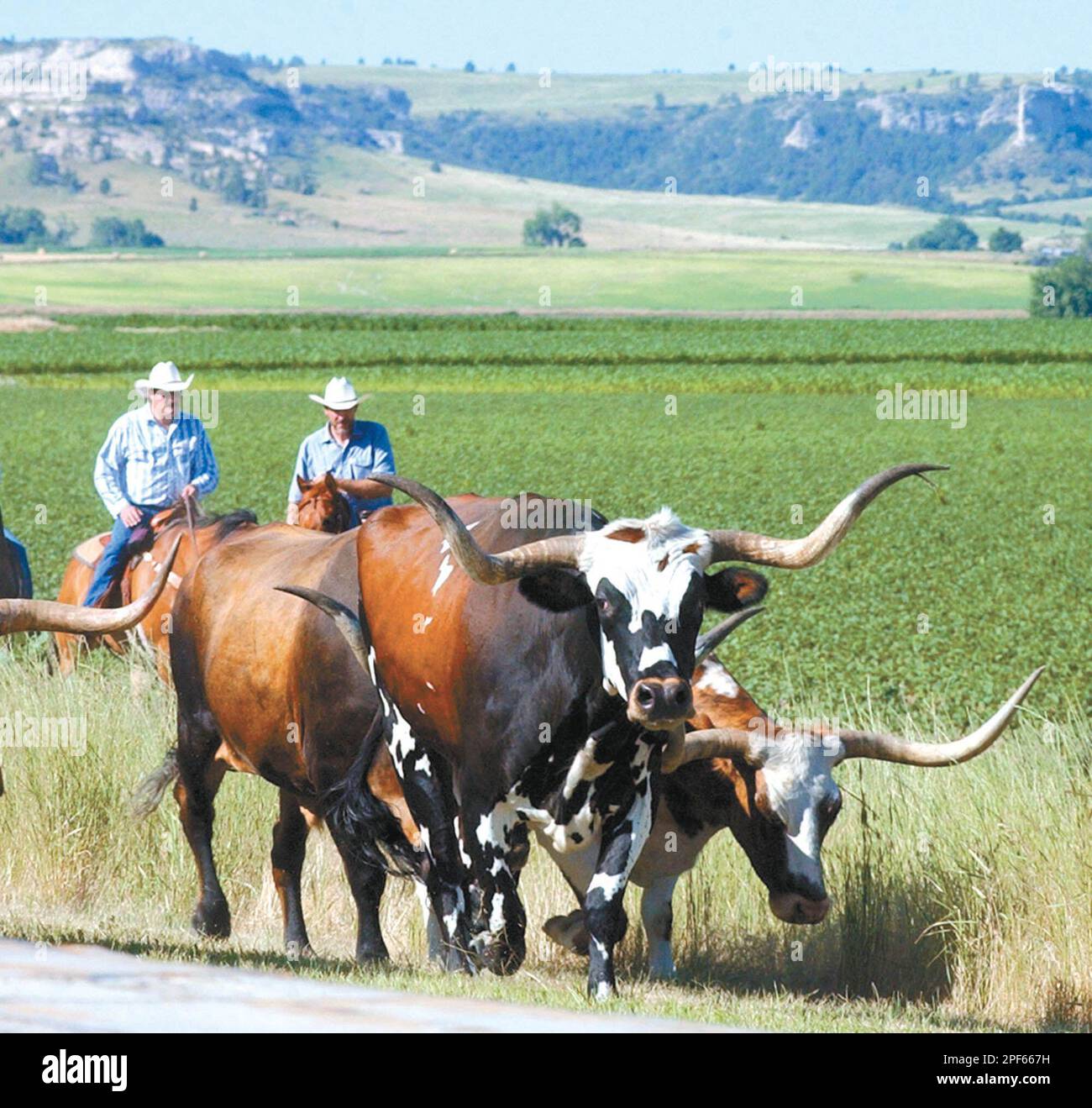 Brian Lafler, rear left, and Dr. Paul post help drive 75 head of ...