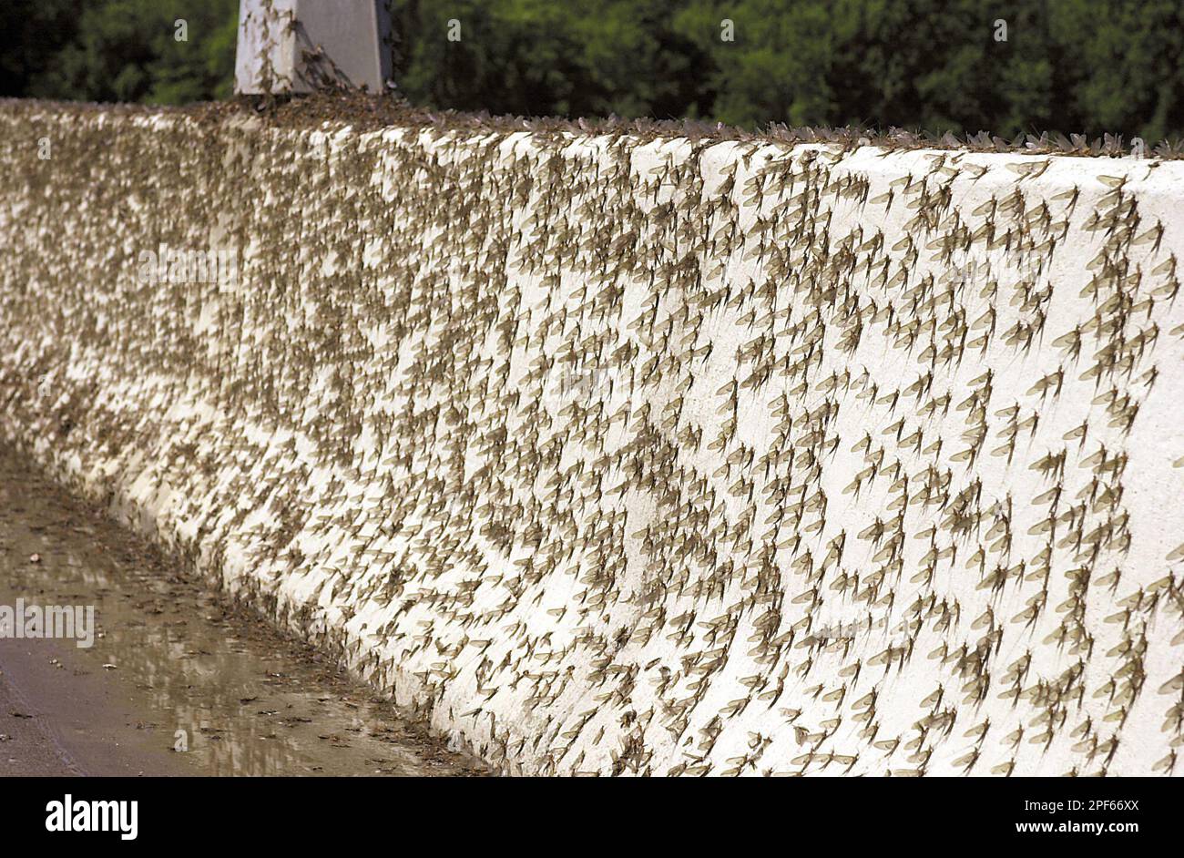 Mayflies gather Monday, July 7, 2003, on the Mississippi River bridge ...
