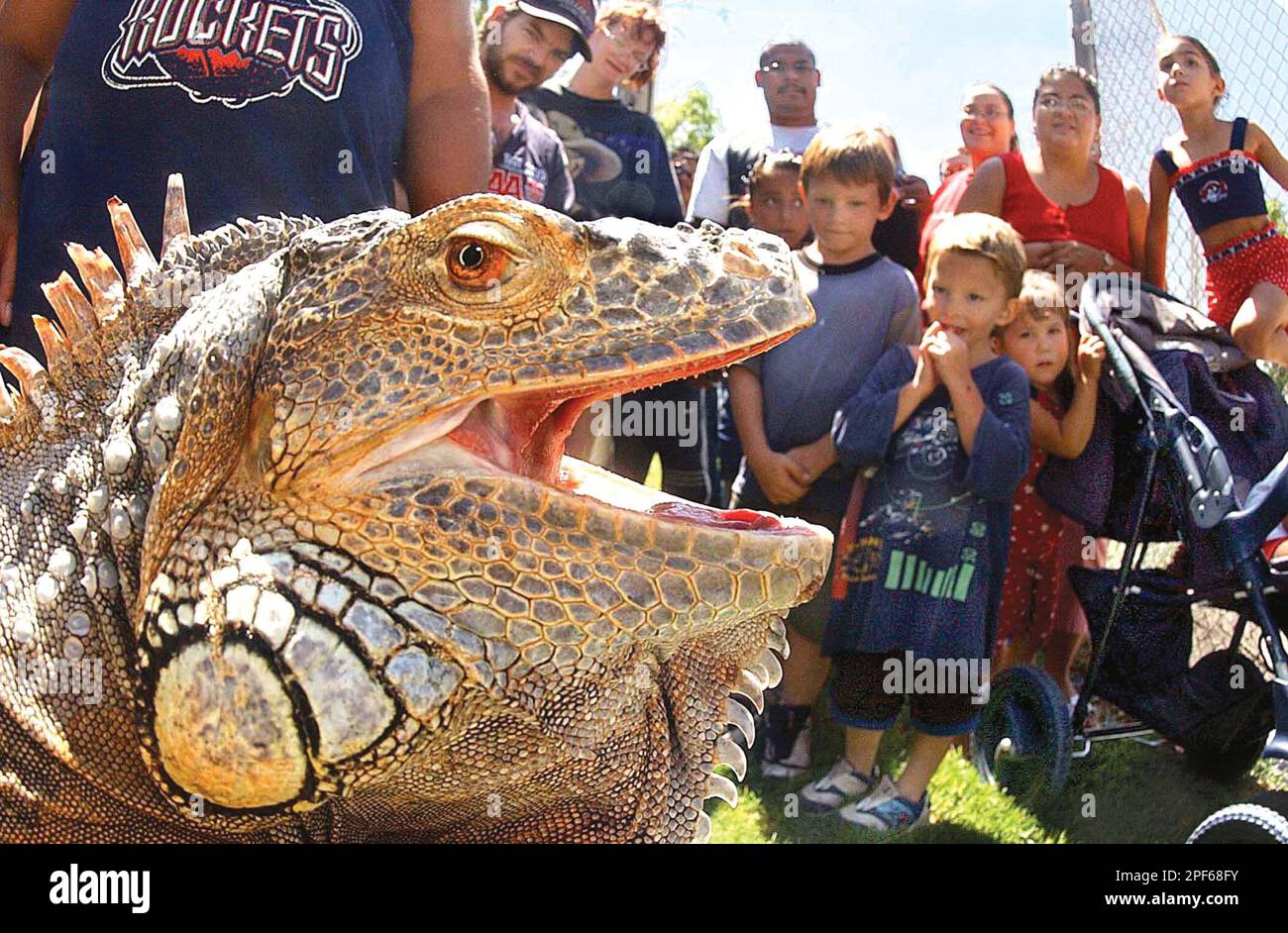 Green, a 4-foot long Iguana, opens his mouth wide as he poses for a ...