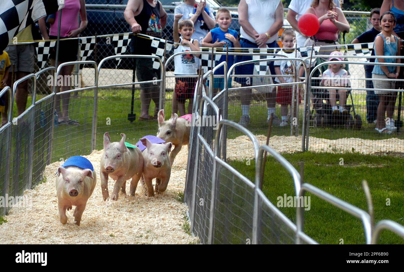 Pigs race around a track as spectators cheer, Sunday, June 29. 2003, in ...