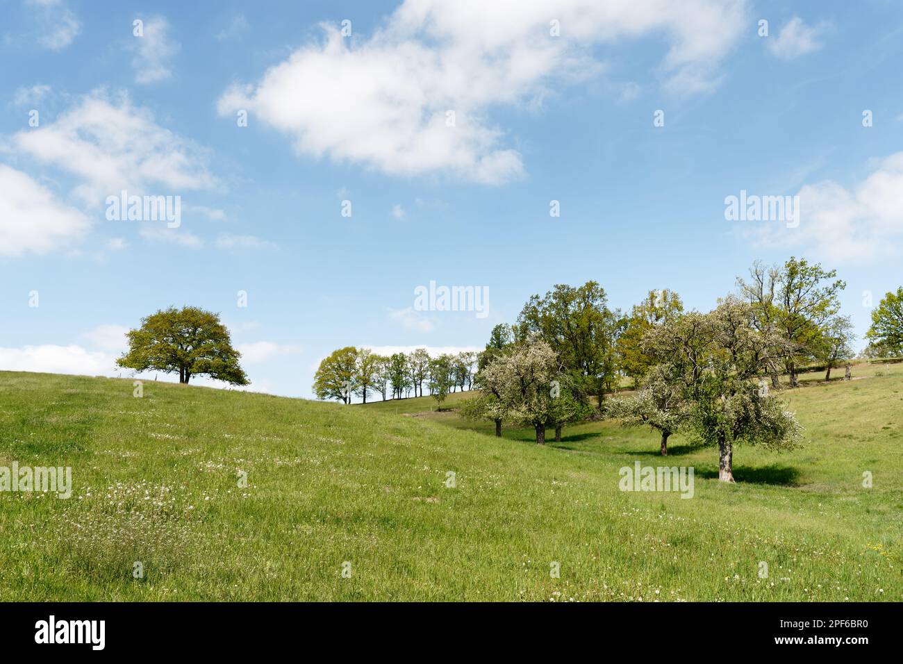 Hill terrain with meadows and flowers, fruit trees in spring colors ...