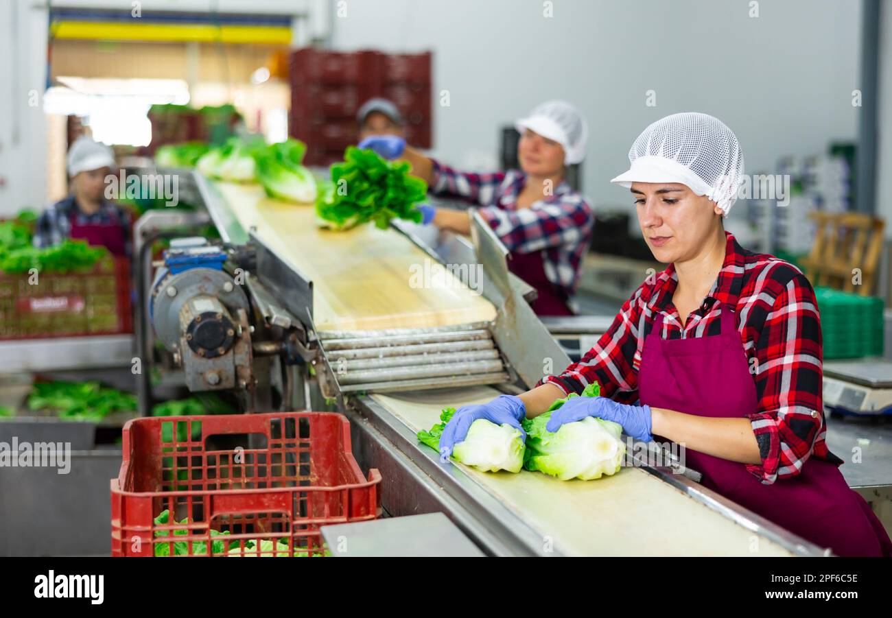 Female workers sorting lettuce on vegetable factory conveyor Stock ...