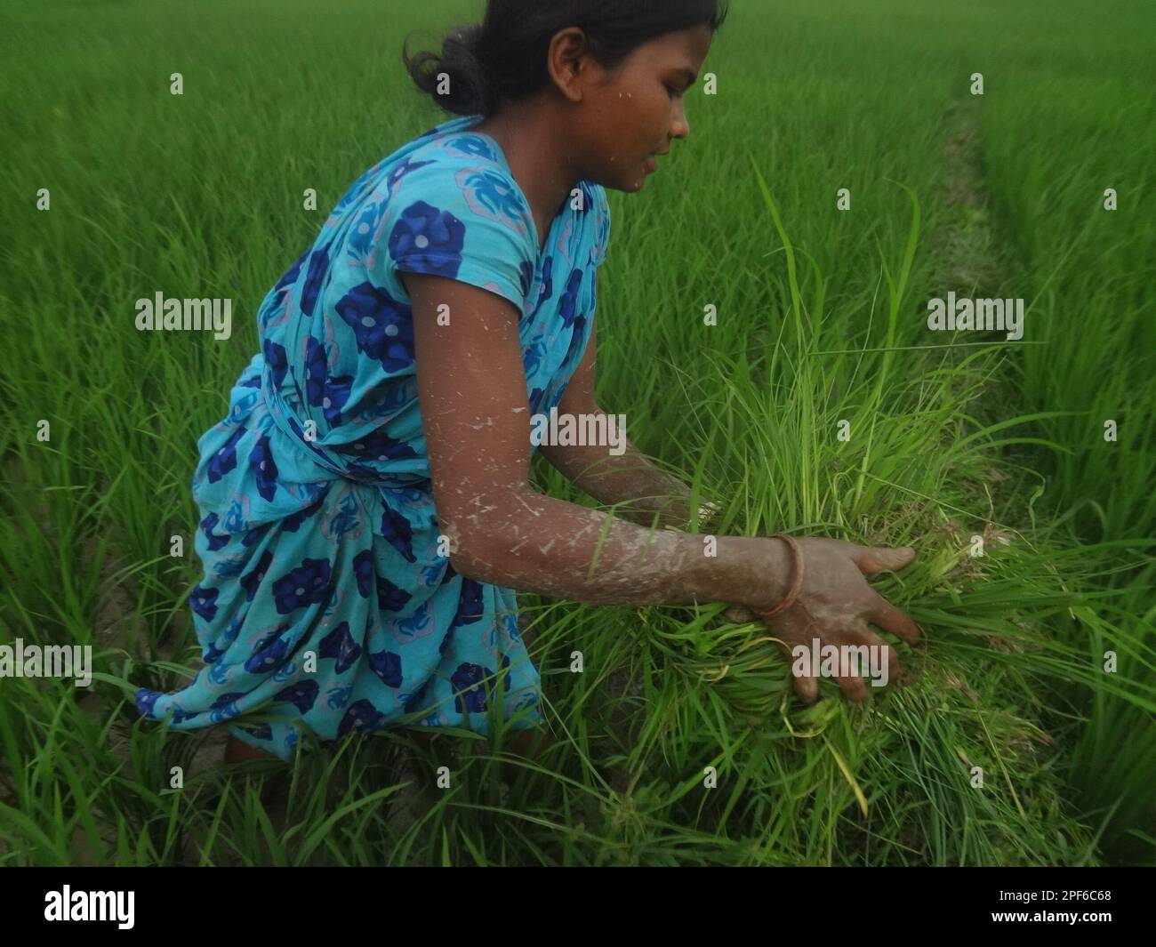 Naogaon. 17th Mar, 2023. Indigenous Santal women farmers work in a ...