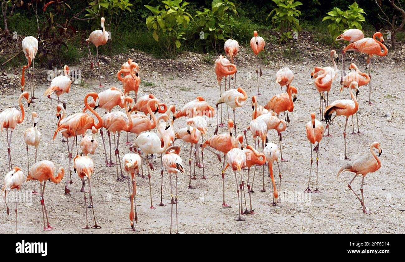 ** ADVANCE FOR WEEKEND JUNE 28-29 ** The flamingos of Miami Vice fame ...