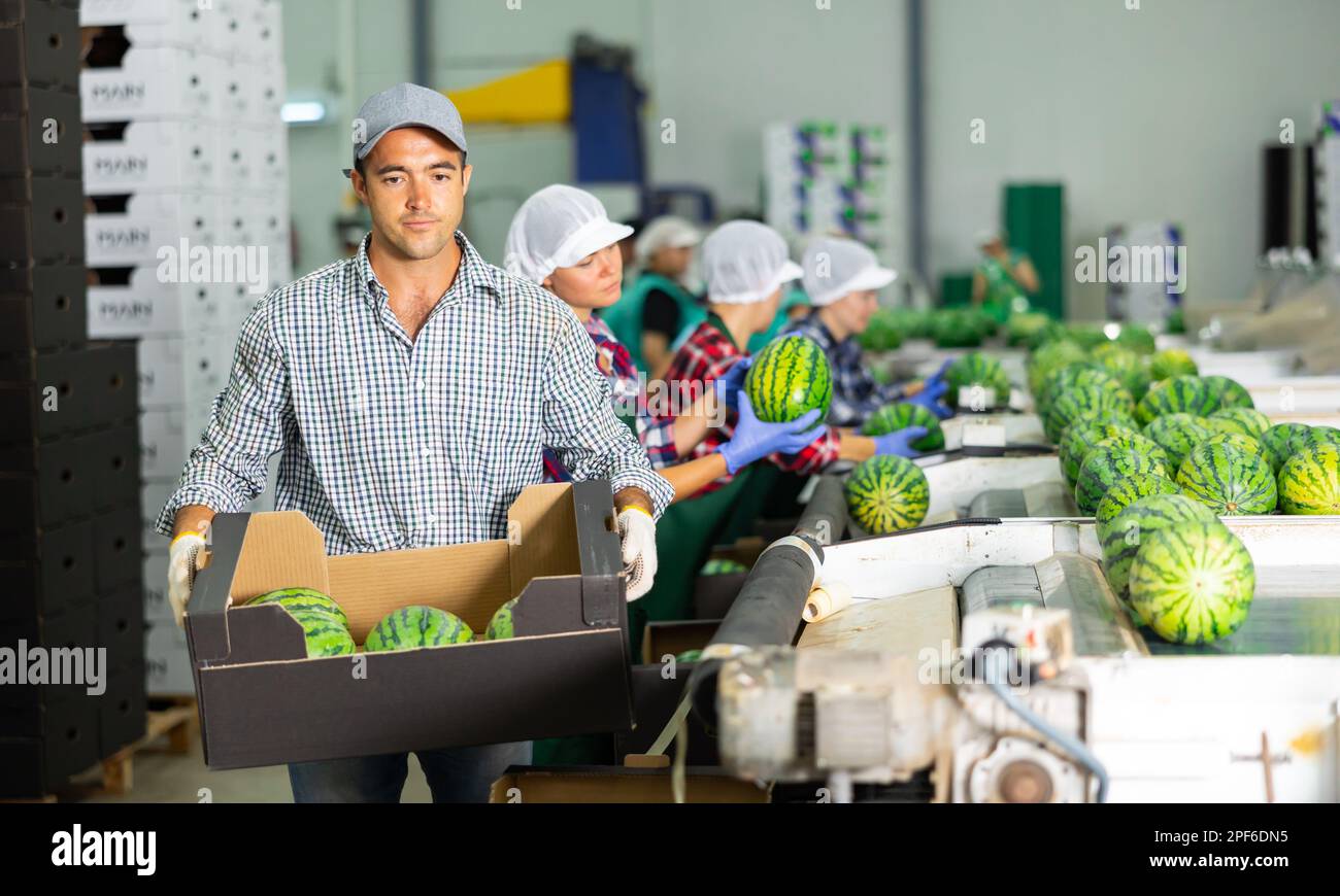Man working on sorting line at vegetable warehouse, stacking boxes with ...
