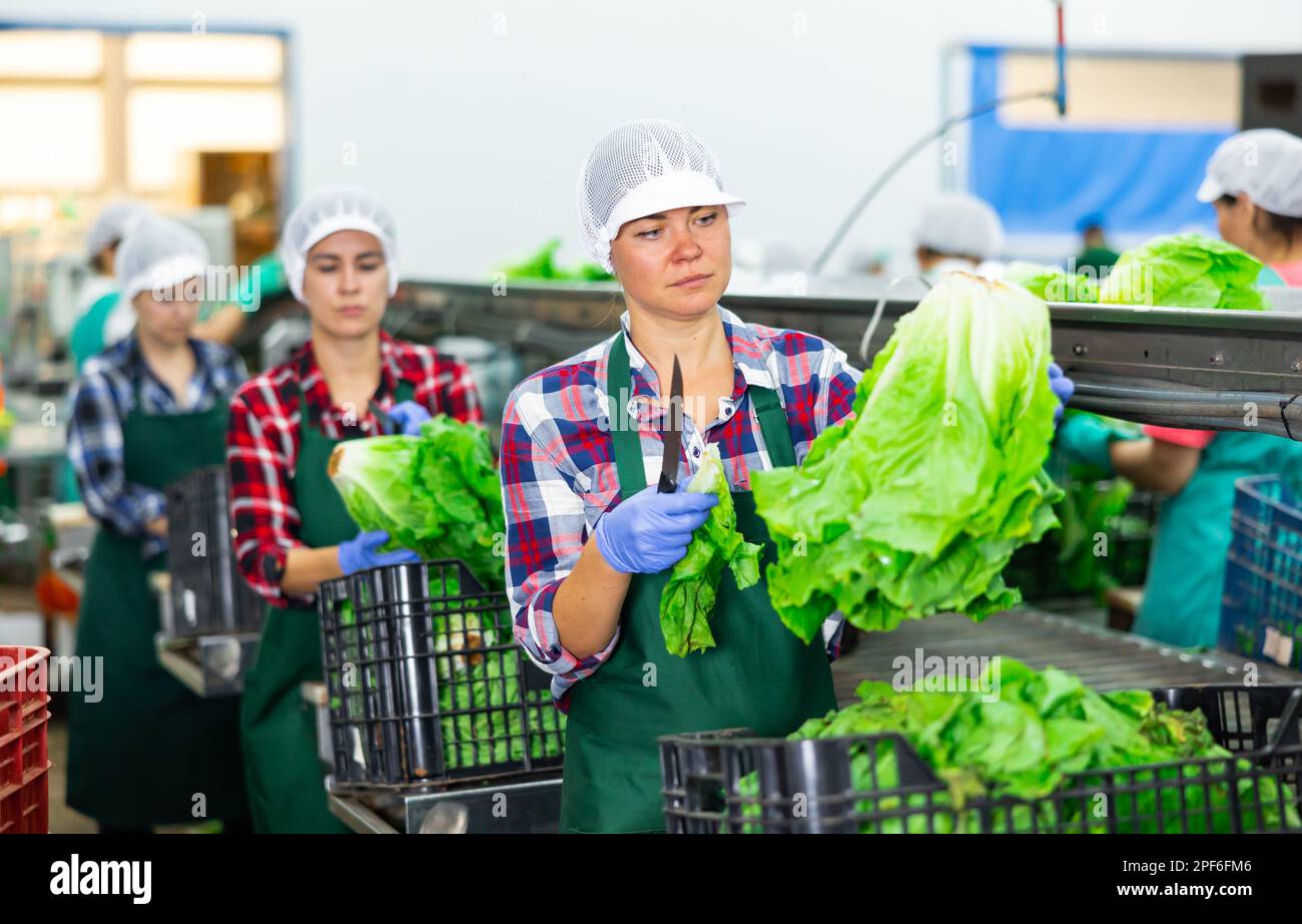 Woman sorting fresh lettuce in vegetable factory Stock Photo - Alamy