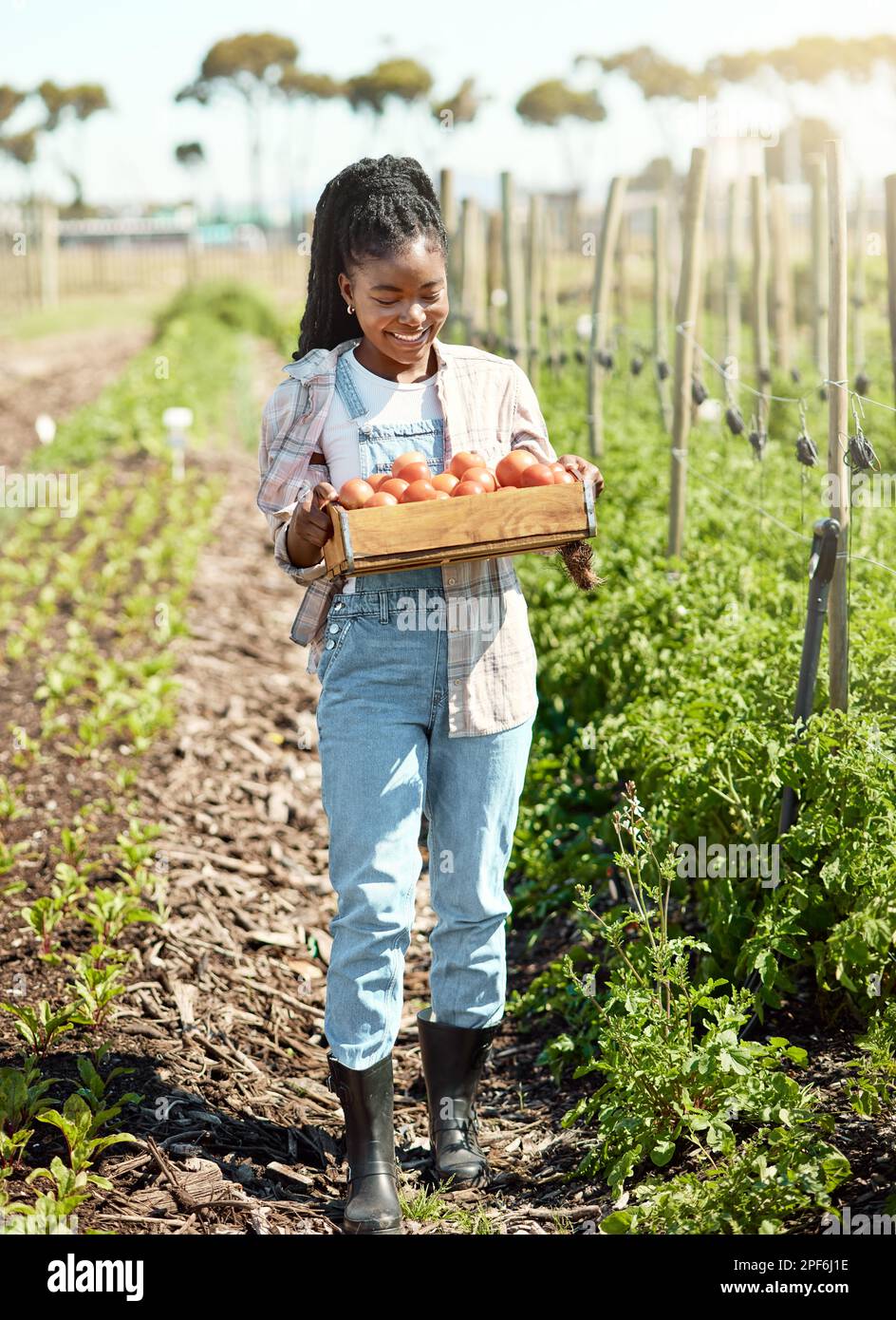 Happy farmer carrying a crate of fresh tomatoes. Farmers harvesting ...