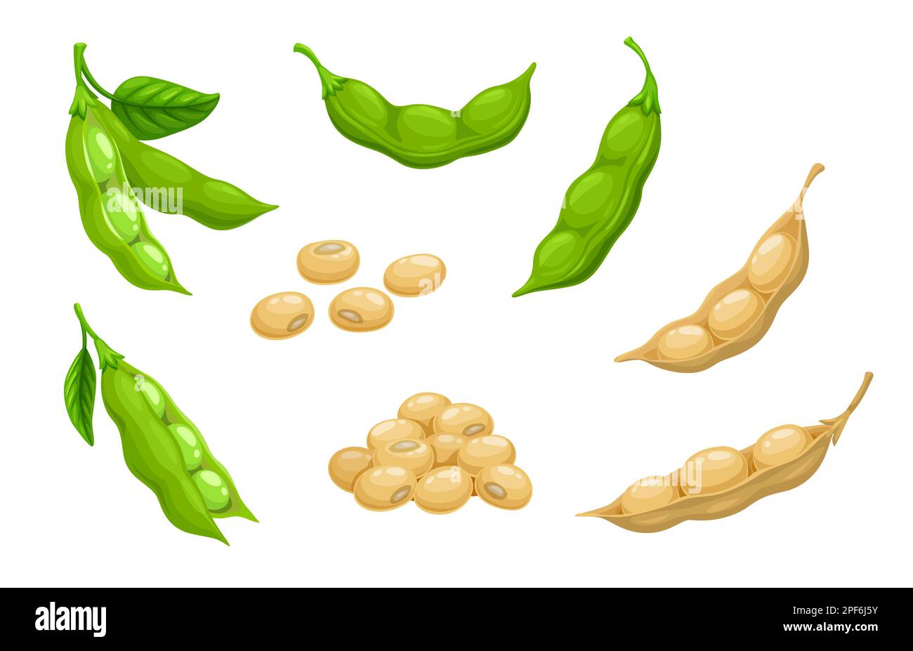 Raw soy, soybeans pods isolated vector set. Green fresh and dry bean ...