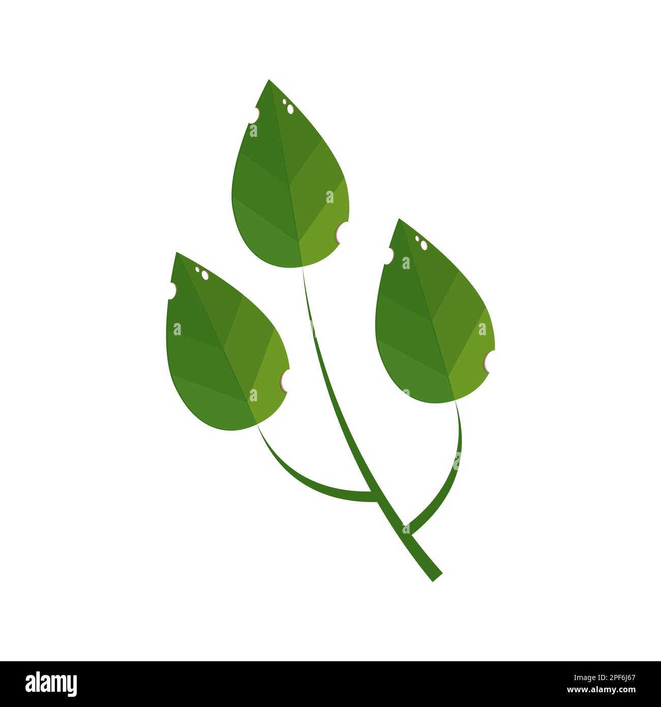 House plants. individual leaves, separate branch with leaves, Design ...