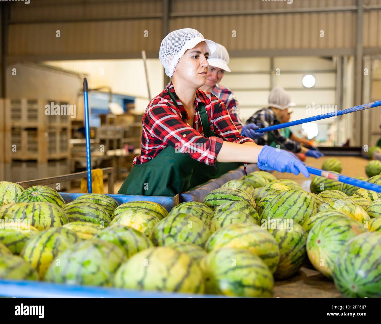 Women in uniform sorting watermelons in factory Stock Photo - Alamy