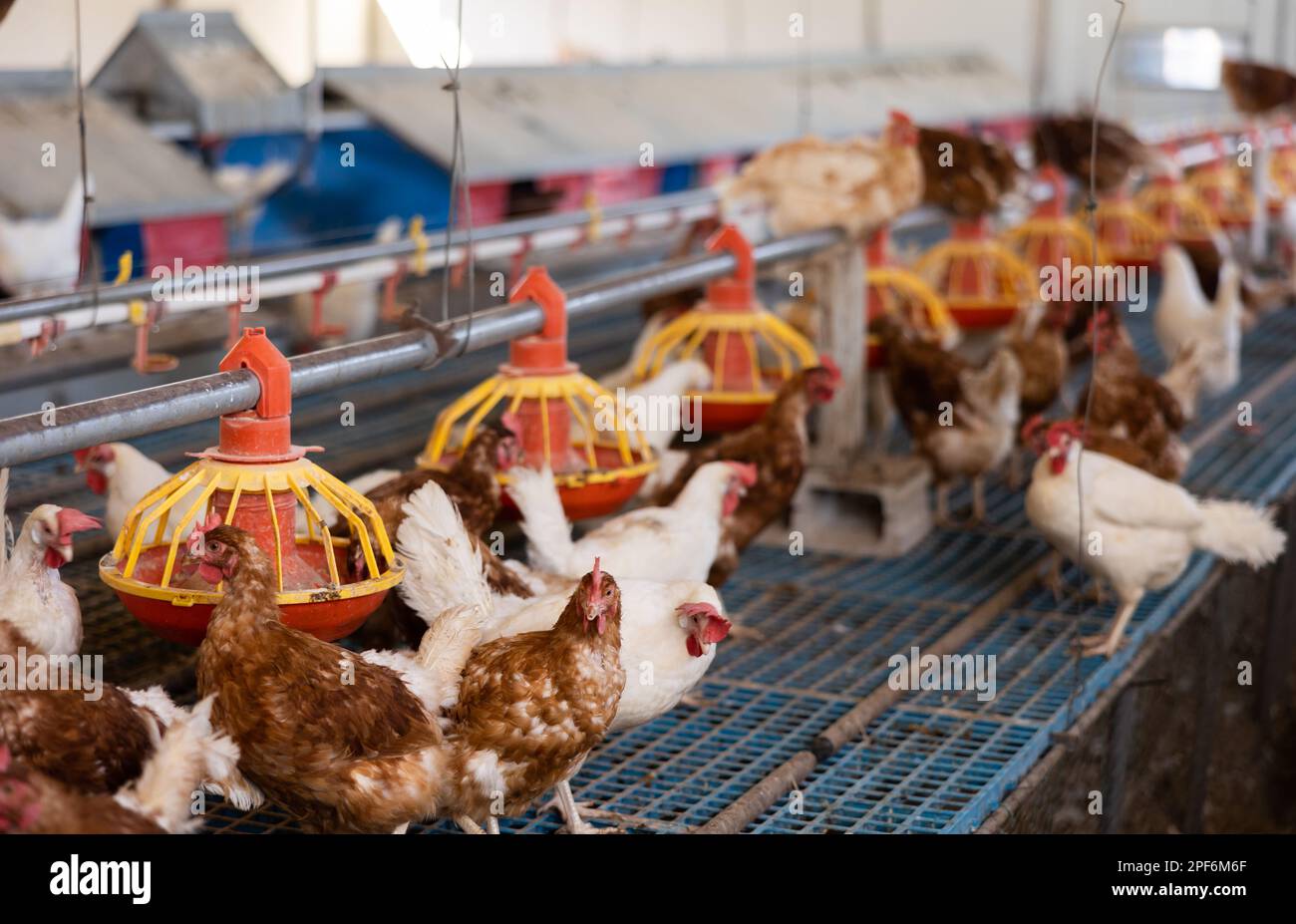Brown and white chickens walking and eating in henhouse Stock Photo - Alamy