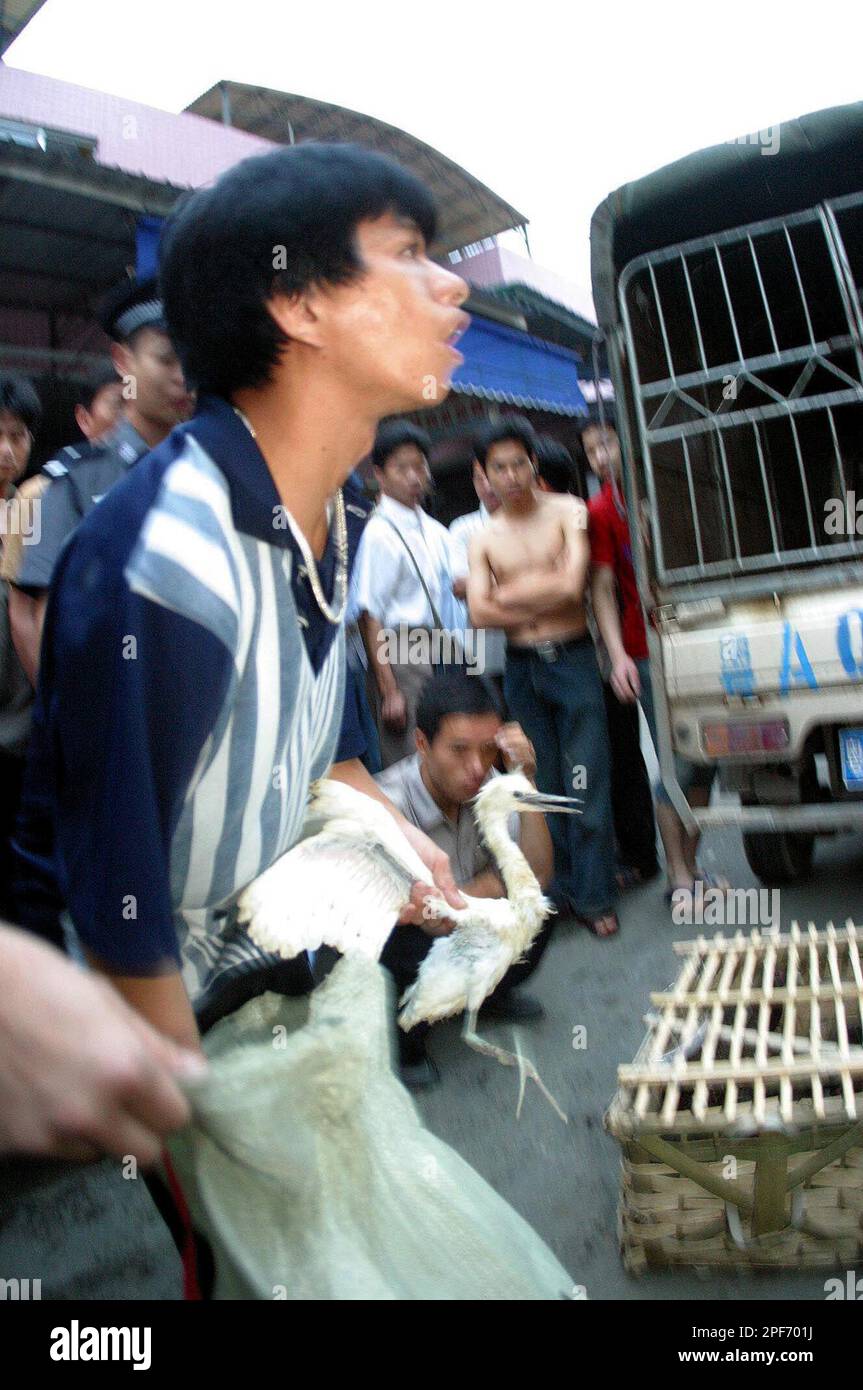 A Chinese man holding a white aigret reacts during a raid by Chinese ...