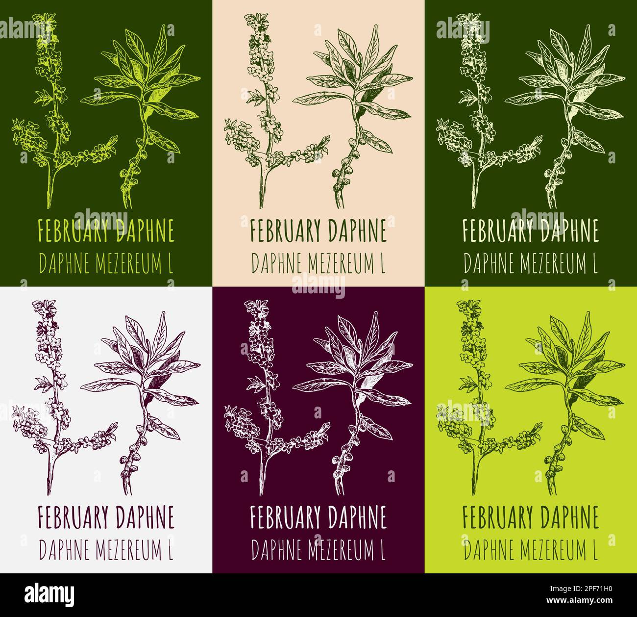 Set of drawings FEBRUARY DAPHNE in different colors. Hand drawn ...