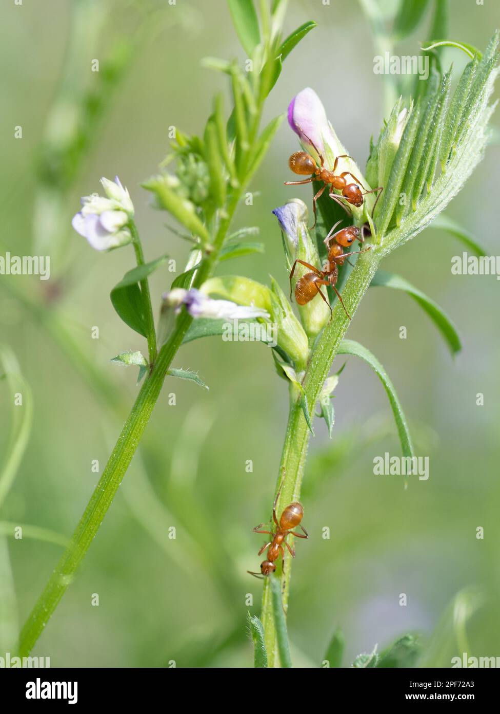 Three Chestnut carpenter ants on a hairy vetch plant in springtime ...