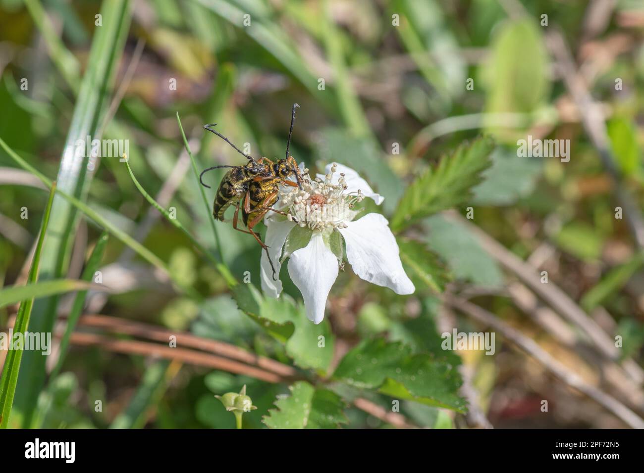 Zebra mating hi-res stock photography and images - Alamy