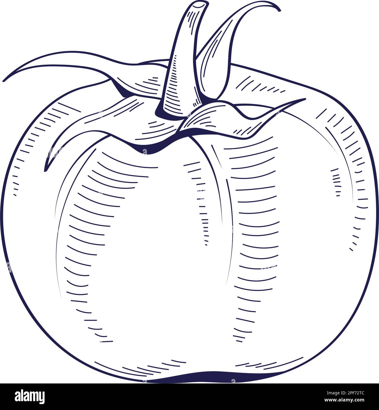 tomato hand drawn food Stock Vector Image & Art - Alamy