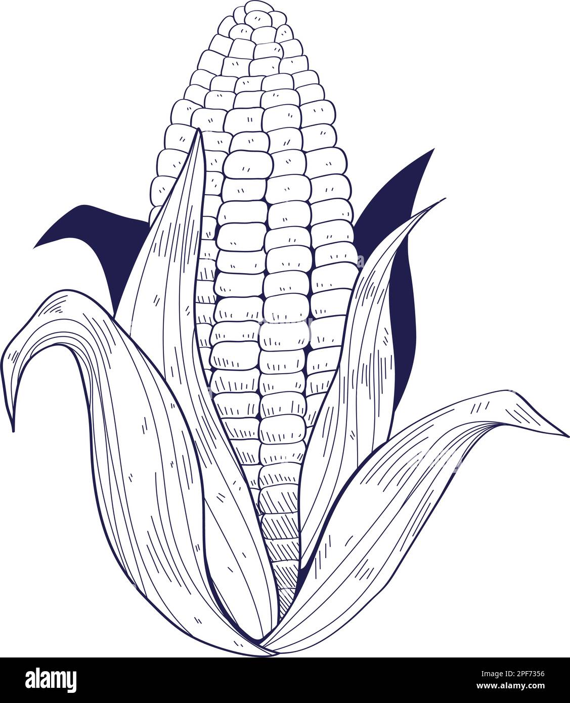 corn hand drawn food Stock Vector Image & Art - Alamy