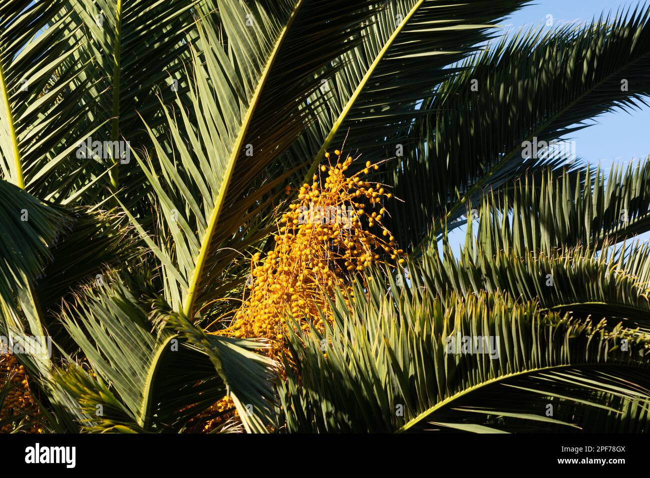 Date palm tree with fruits and blue sky on background Stock Photo - Alamy