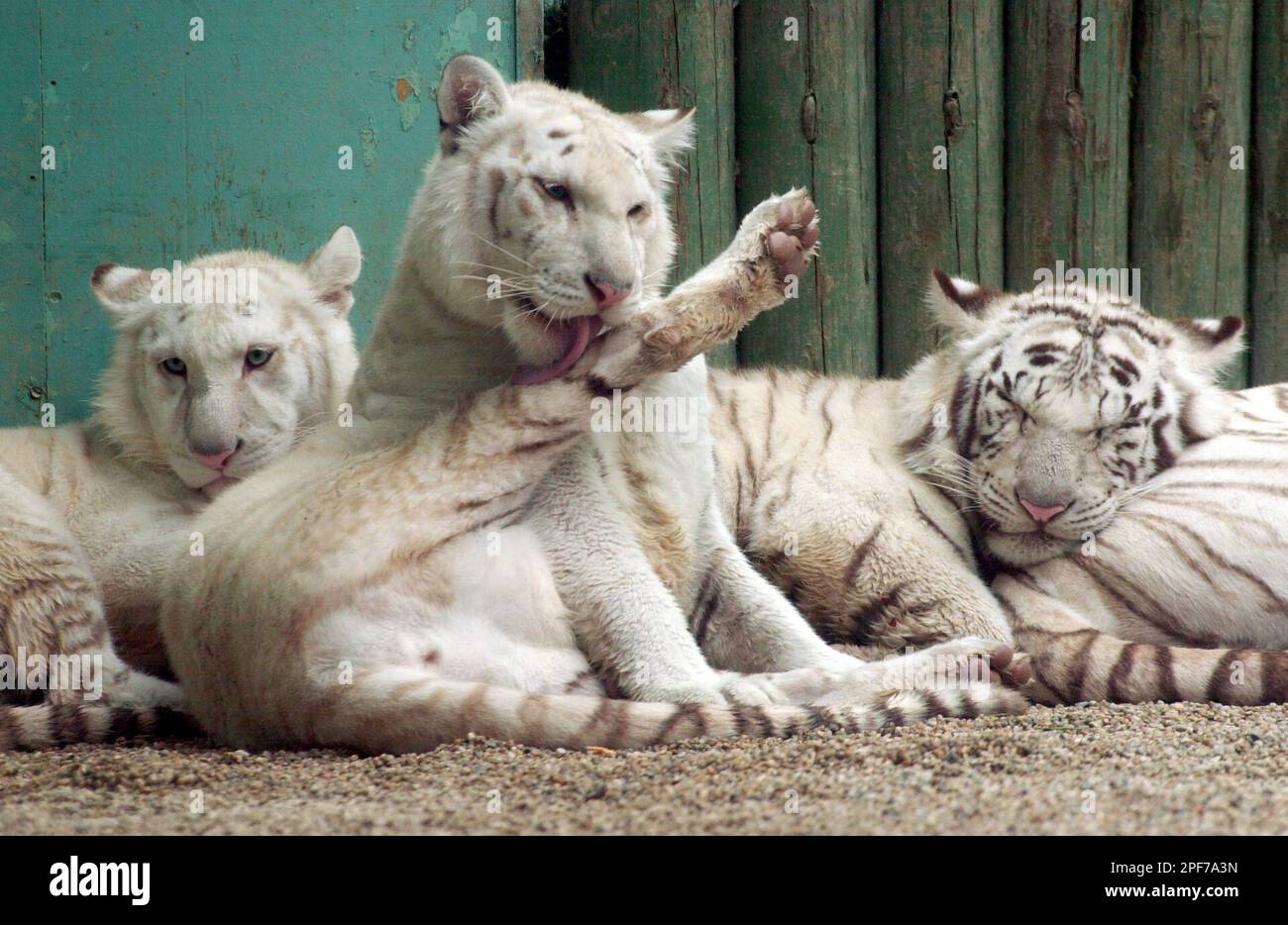 Extremely rare white tiger triplets- two of them females named Afrodita ...