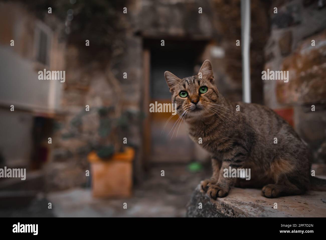 Lonely homeless cat in the street Stock Photo - Alamy