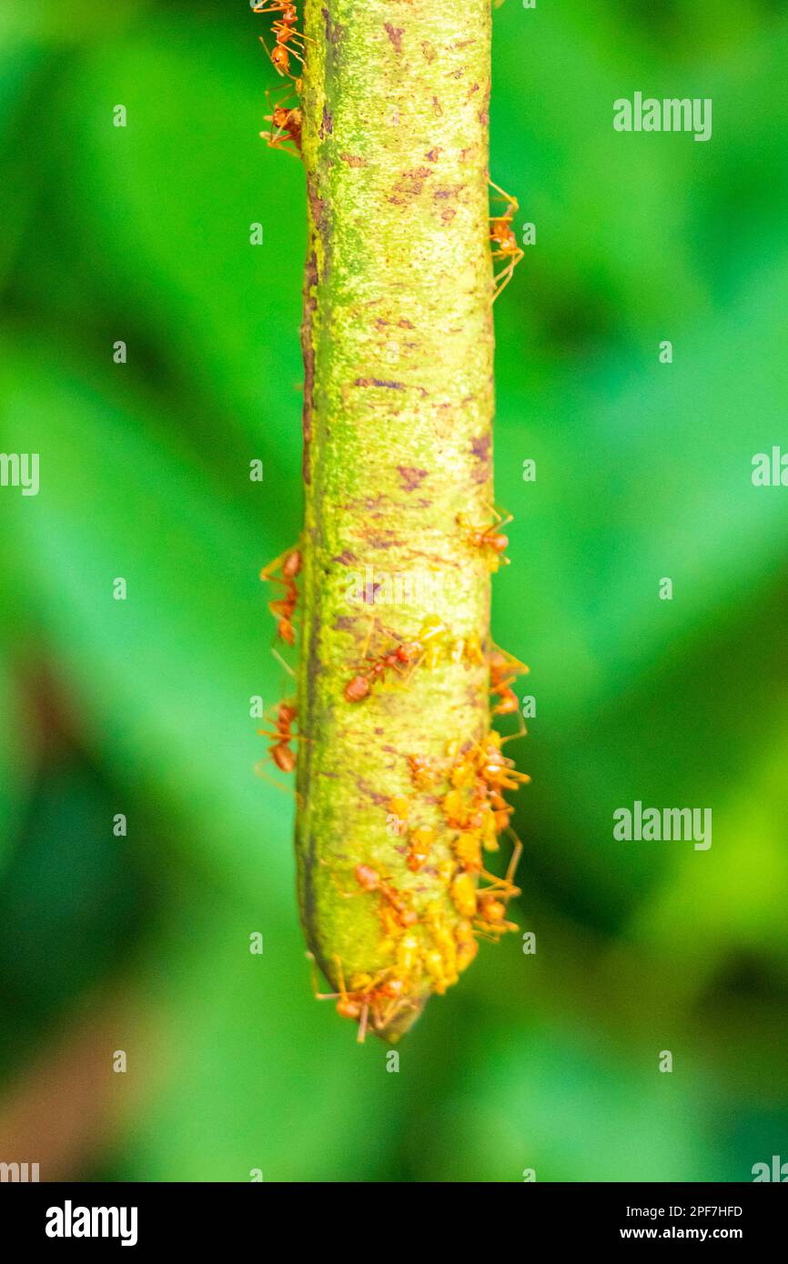 Big red tropical ants crawling climbing on plants tree in Sakhu Thalang ...