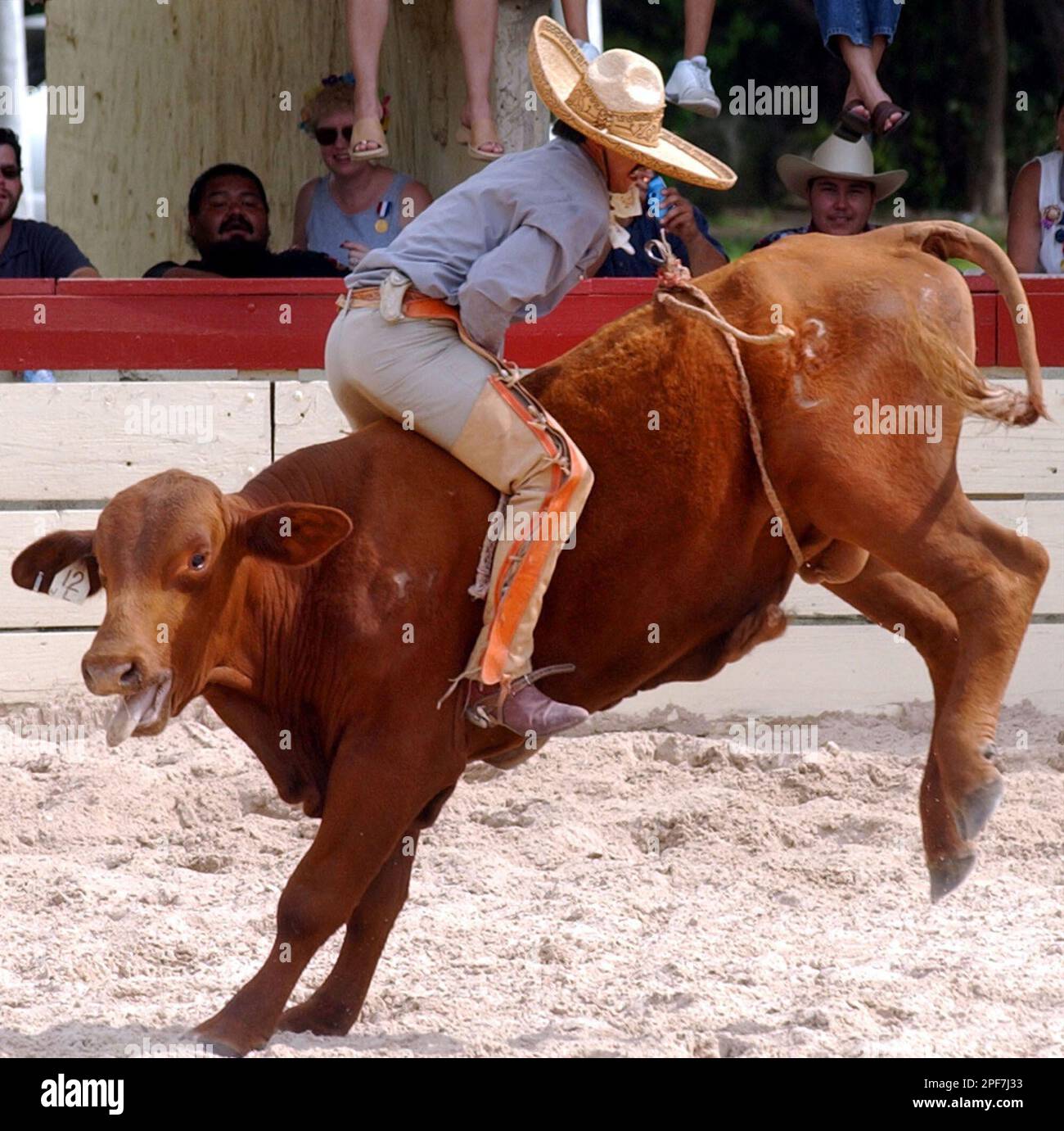 Charro Jose Cervantes rides a steer backwards in the Jinete de Toro, or ...