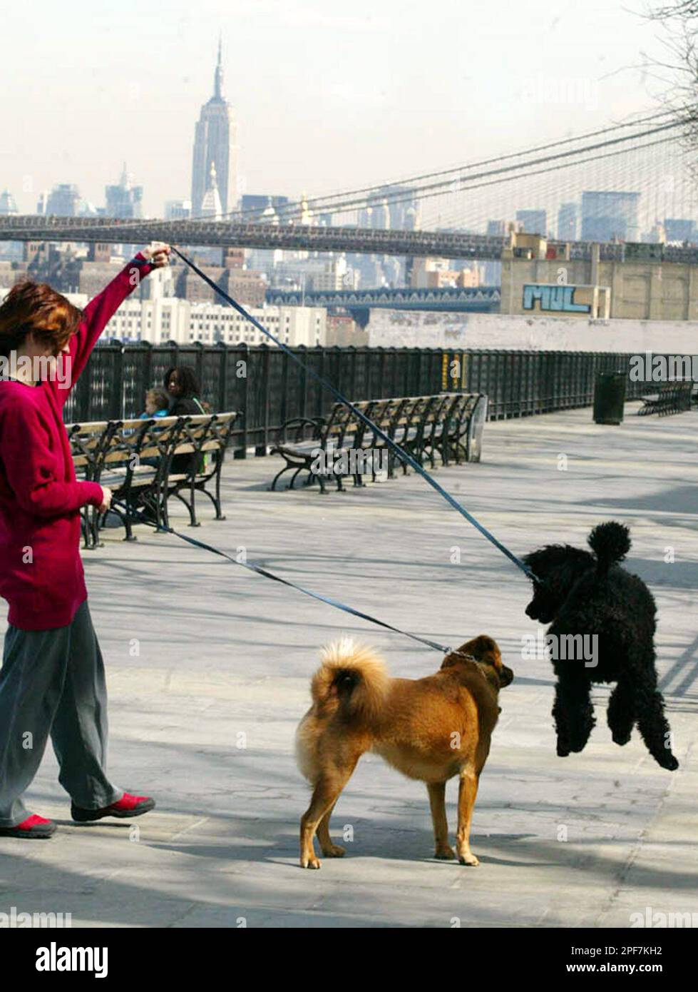 Brooklyn resident Victoria Burke tries to keep her leaping poodle ...