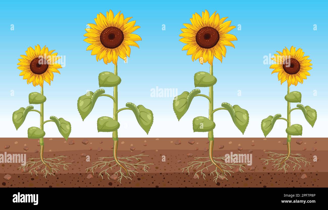 Sunflower root Stock Vector Images - Alamy