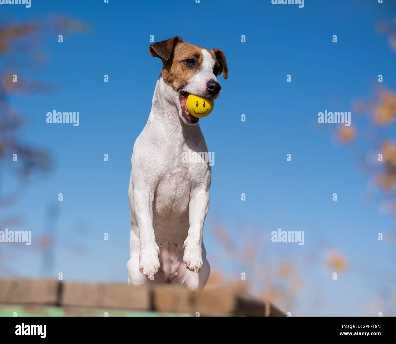 Dog Jack Russell Terrier holding a yellow ball in his mouth with a face ...